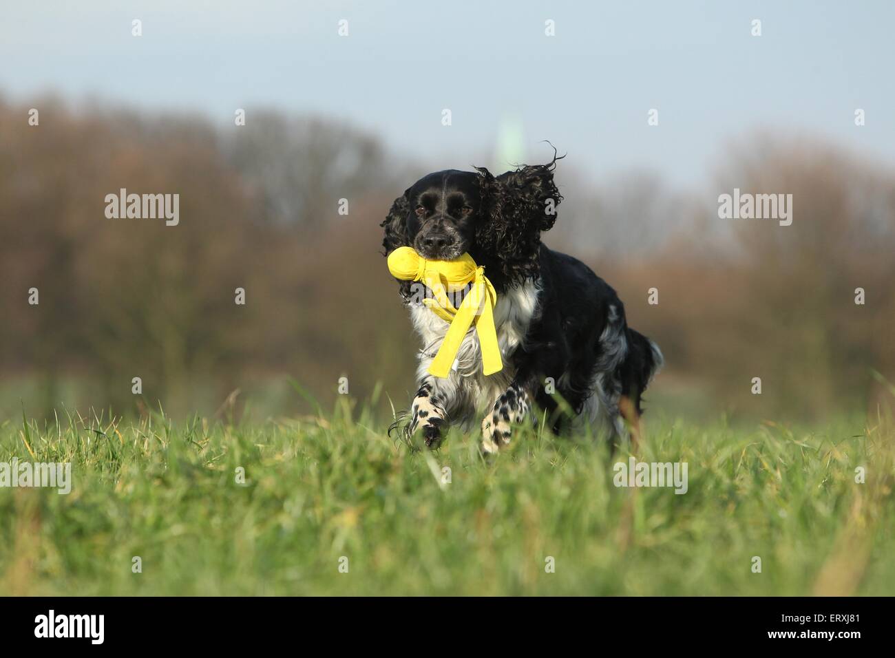 playing English Springer Spaniel Stock Photo - Alamy