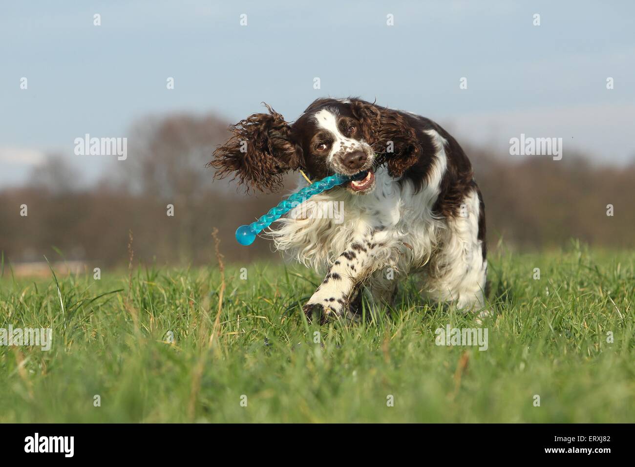 playing English Springer Spaniel Stock Photo - Alamy