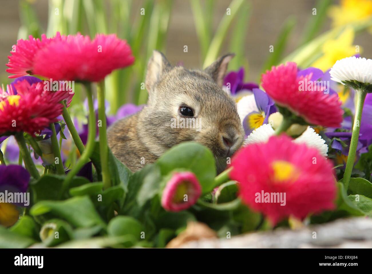 lop-eared rabbit baby Stock Photo - Alamy