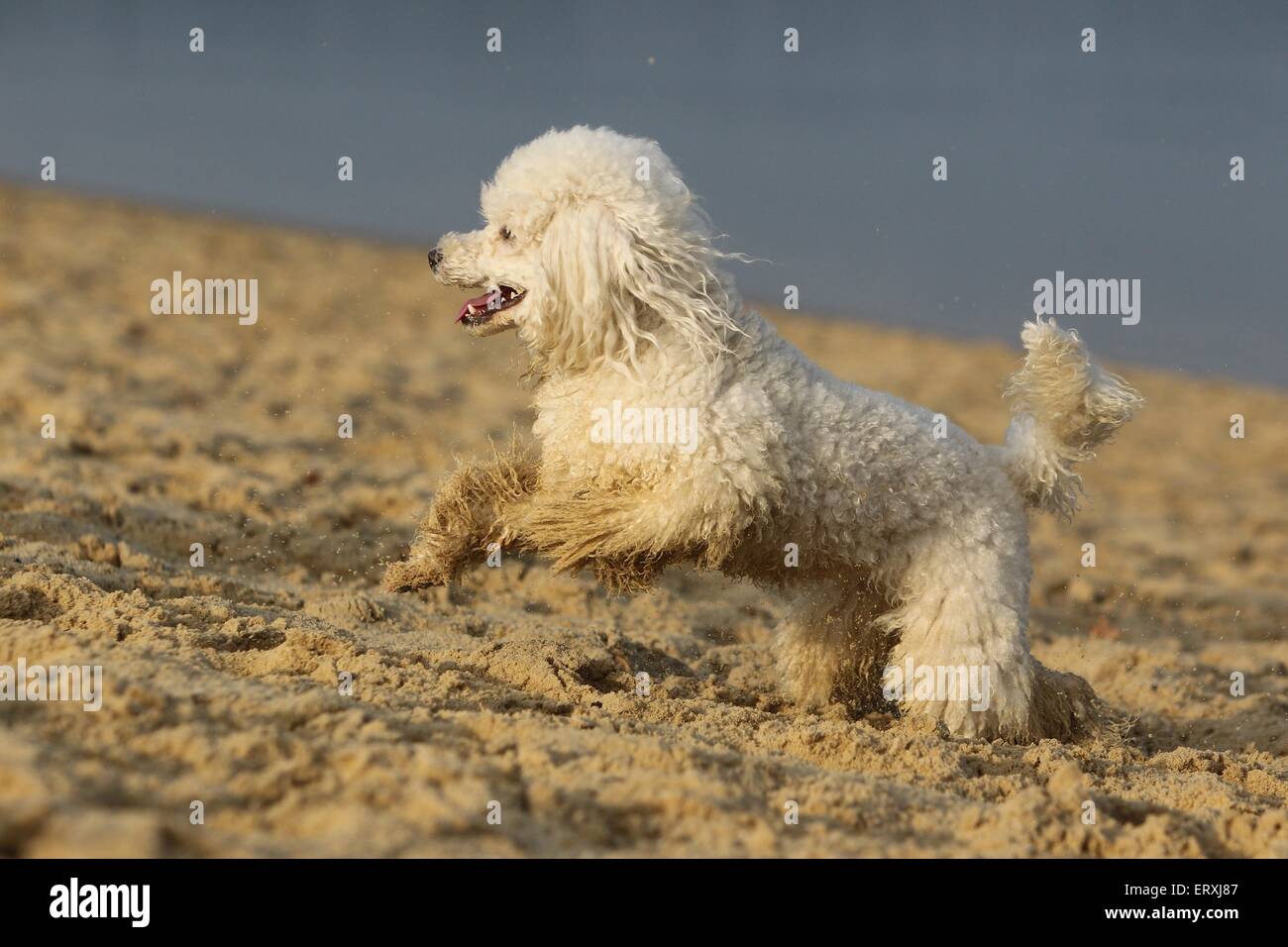 running Miniature Poodle Stock Photo - Alamy