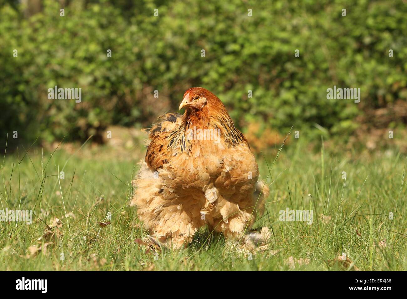 Brahma chickens hi-res stock photography and images - Alamy