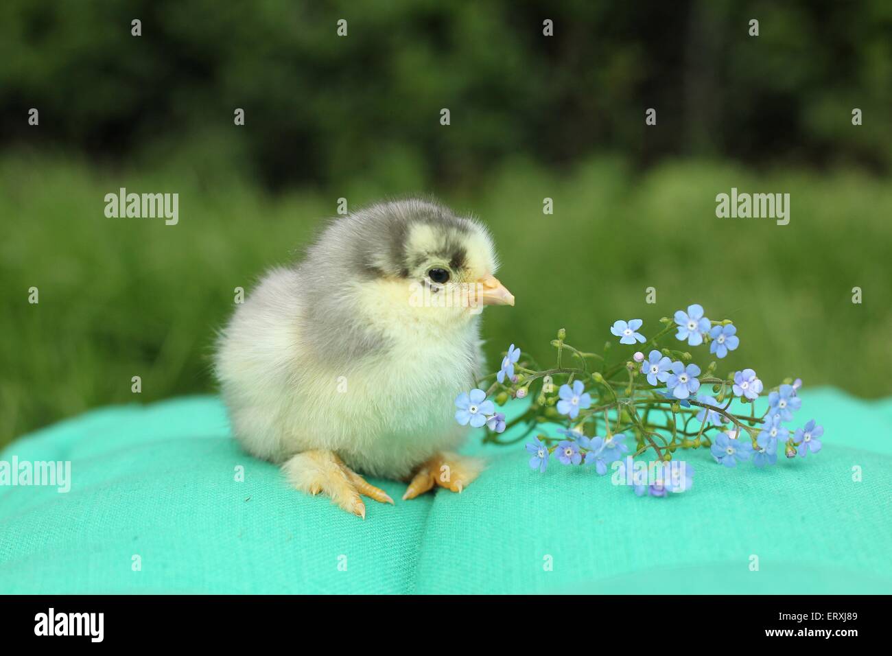 Partridge Brahma chick Stock Photo - Alamy