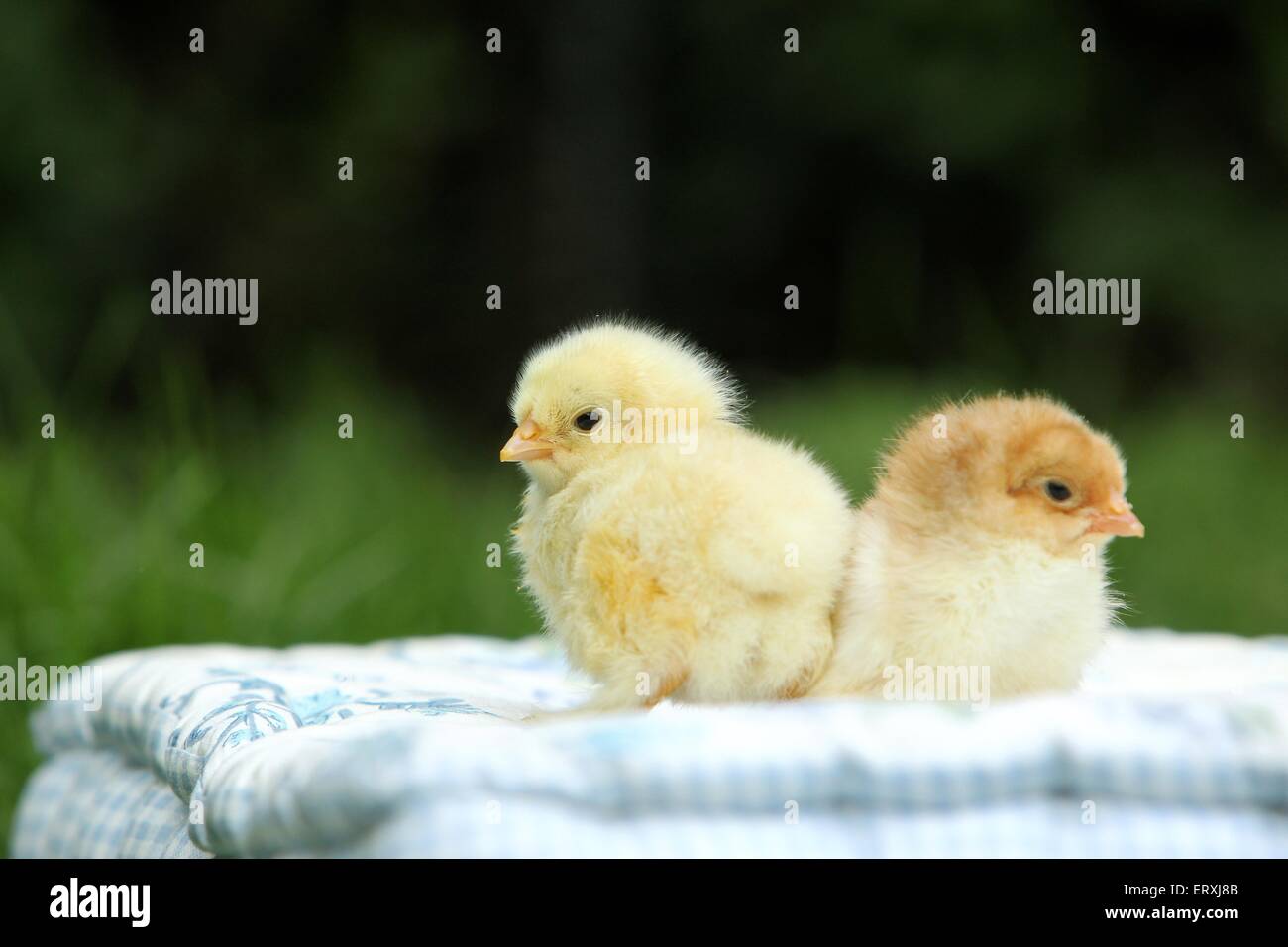 Partridge Brahma chicks Stock Photo - Alamy