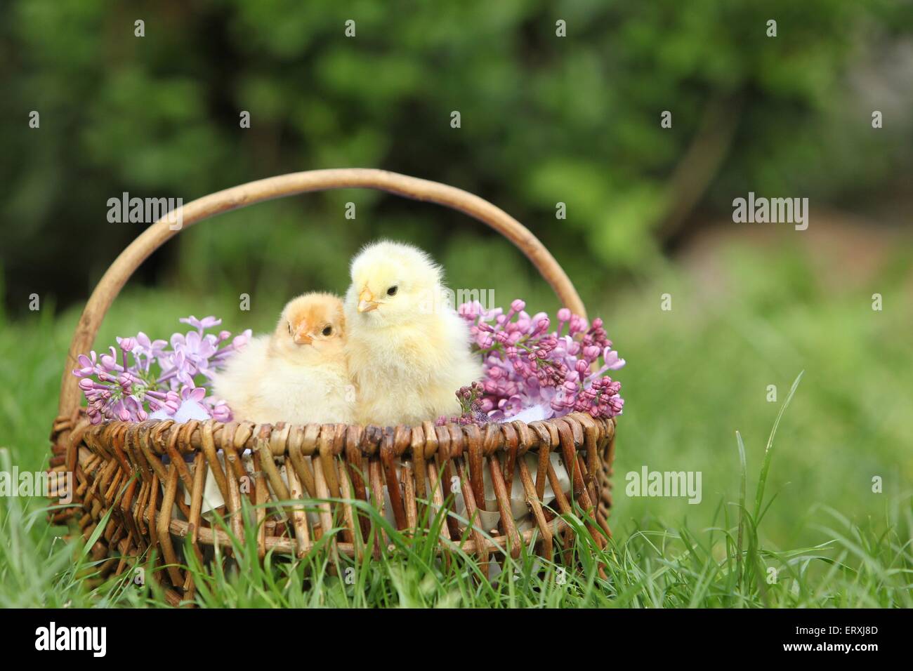 Partridge Brahma chicks Stock Photo - Alamy