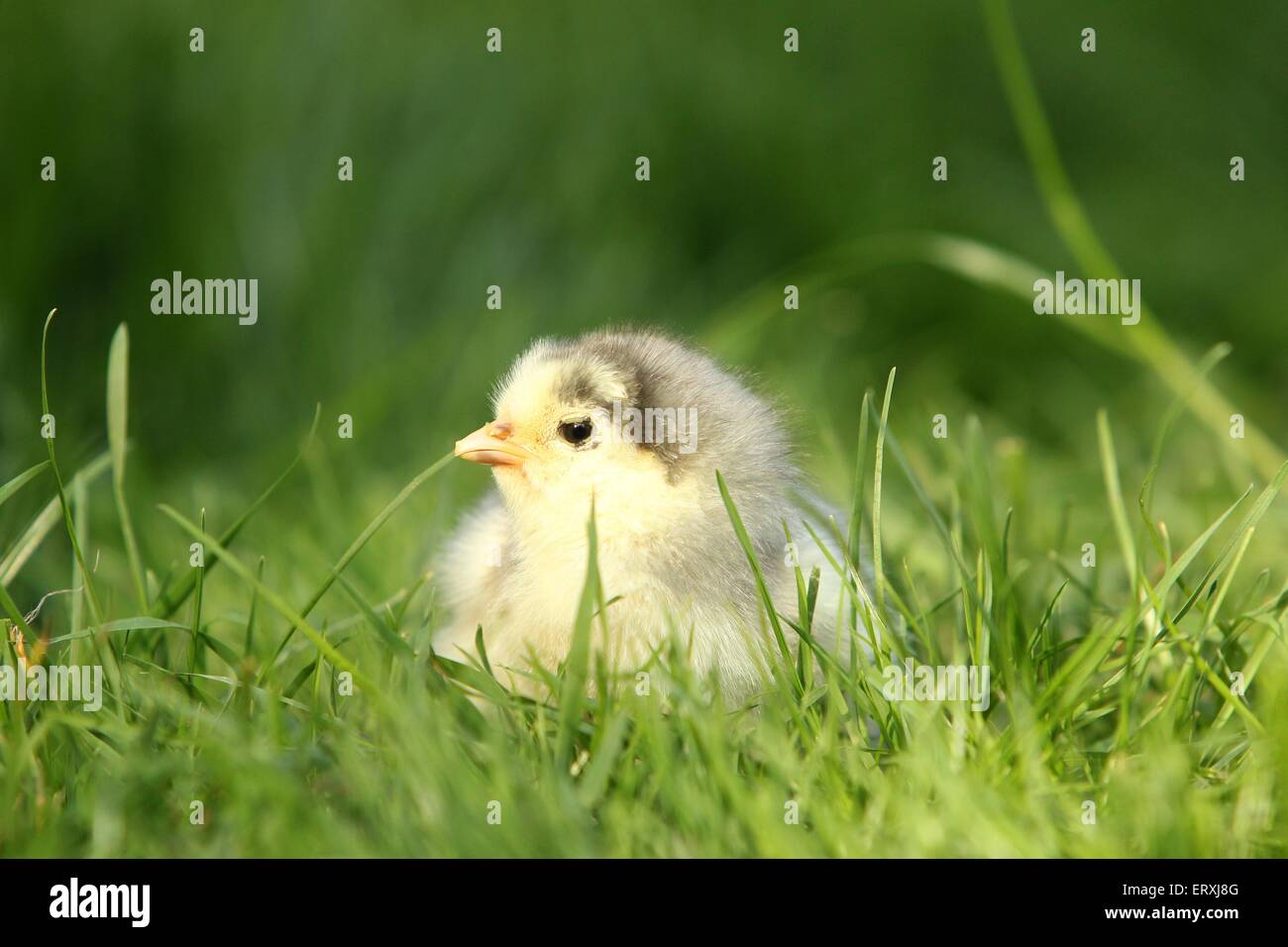 Partridge Brahma chick Stock Photo - Alamy