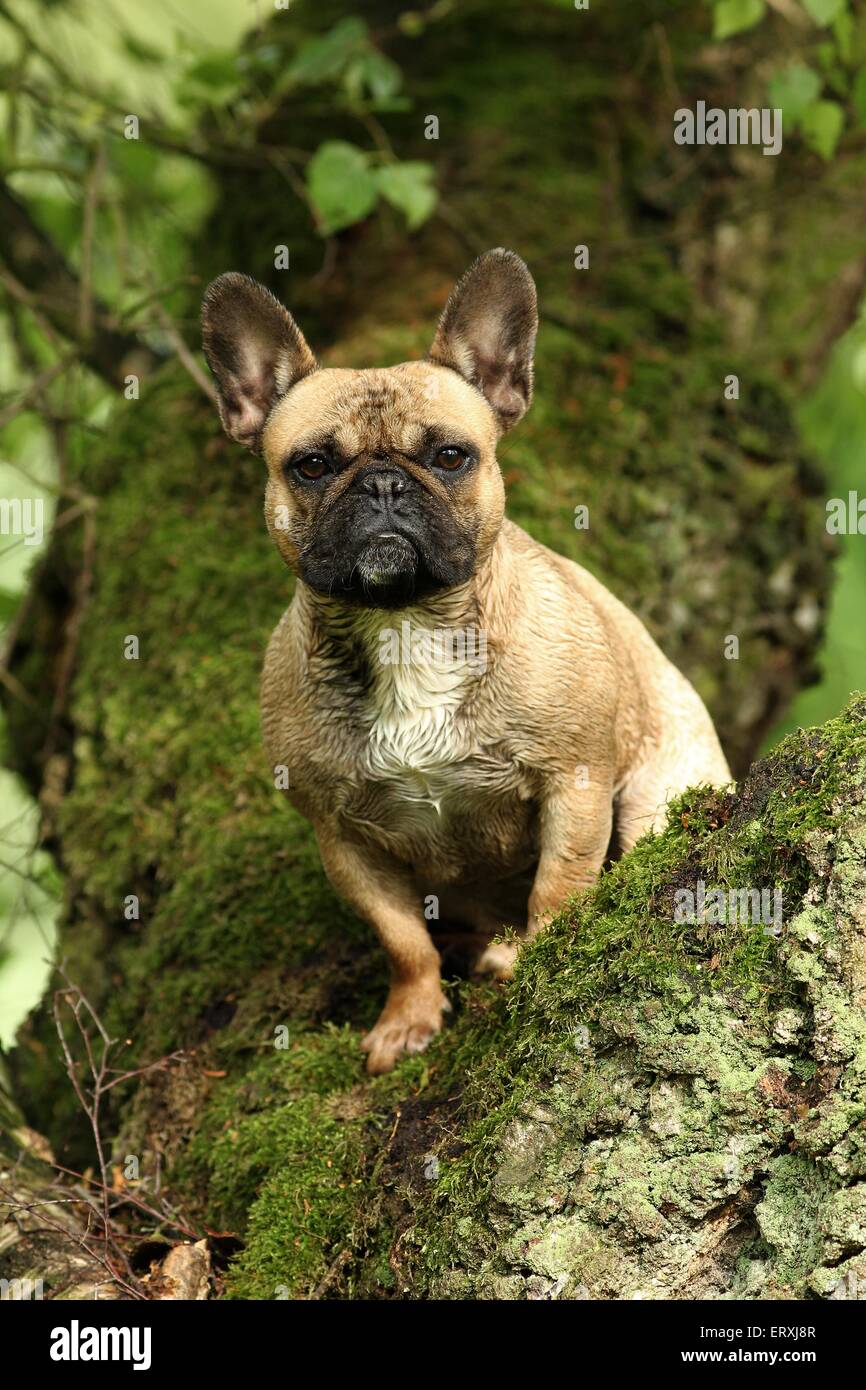 sitting French Bulldog Stock Photo - Alamy