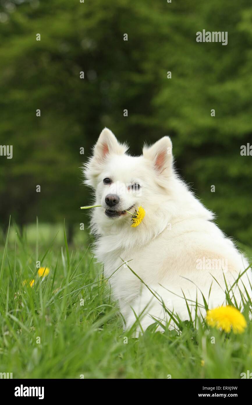 sitting Standard German Spitz Stock Photo - Alamy