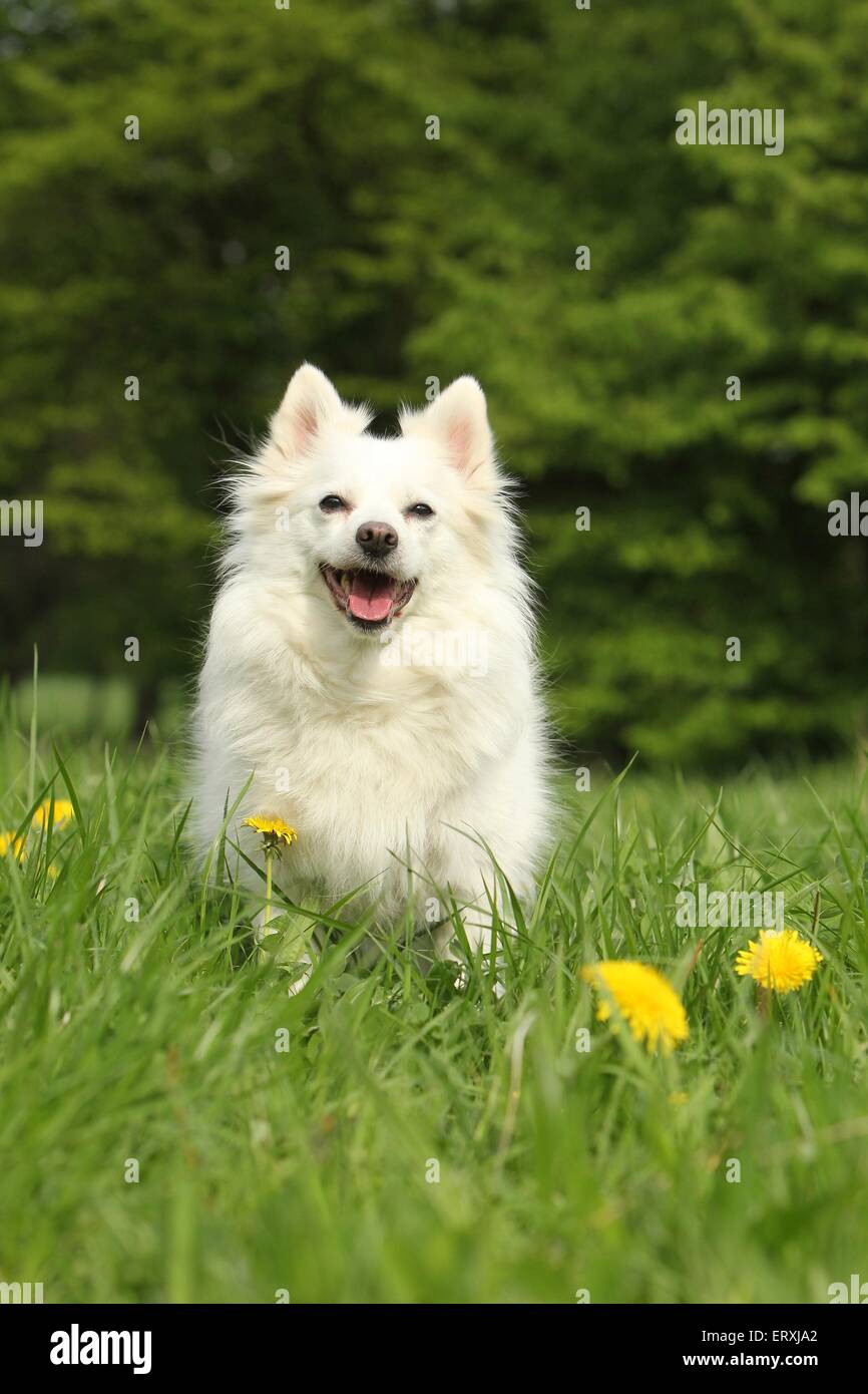 sitting Standard German Spitz Stock Photo - Alamy