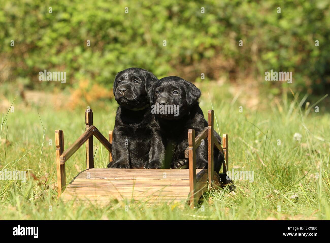 Labrador two black dog puppy hi-res stock photography and images - Alamy