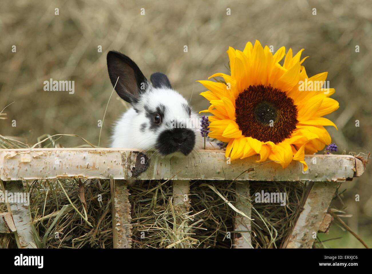 Baby bunnies hi-res stock photography and images - Alamy