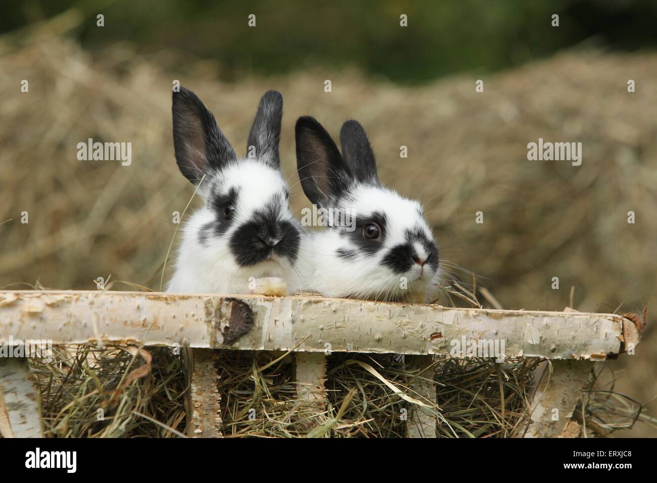 Babies with small heads hi-res stock photography and images - Alamy