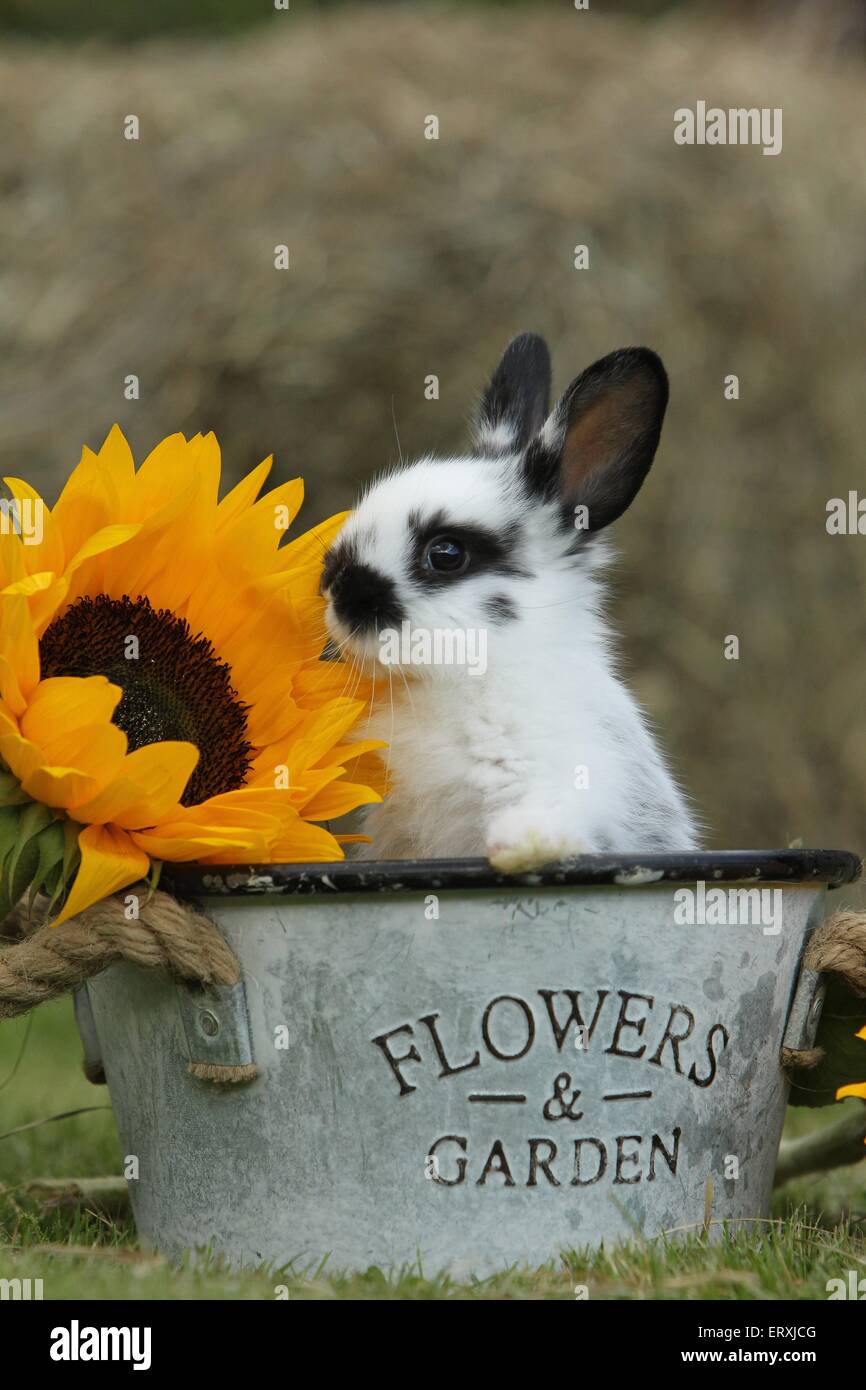 Checkered giant rabbit hi-res stock photography and images - Alamy