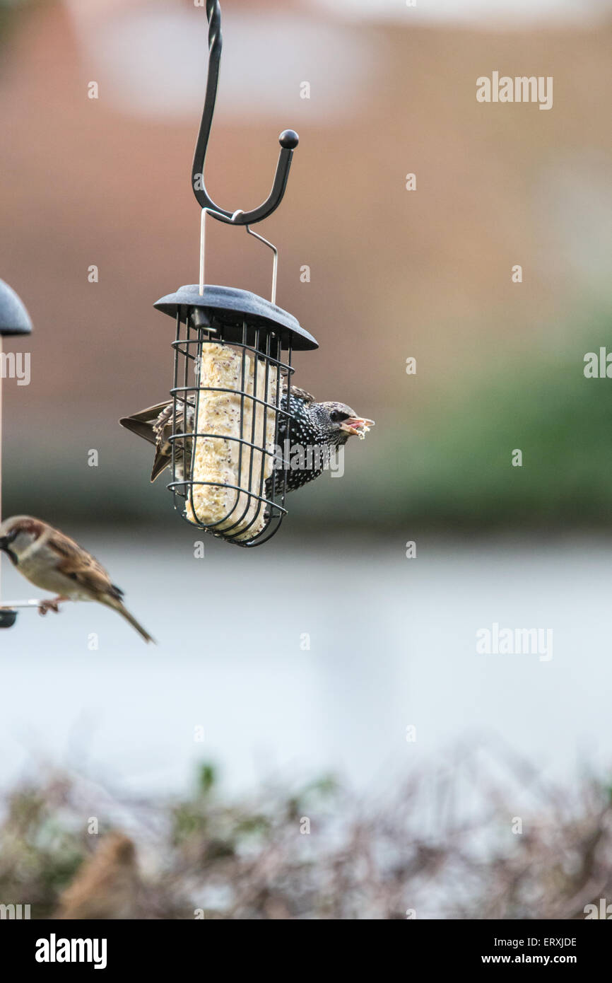 Fat block feeder hi-res stock photography and images - Alamy
