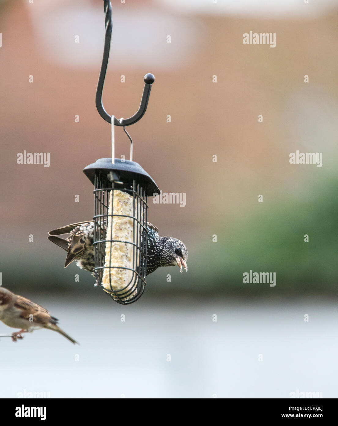 Starling on fat block feeder Stock Photo - Alamy