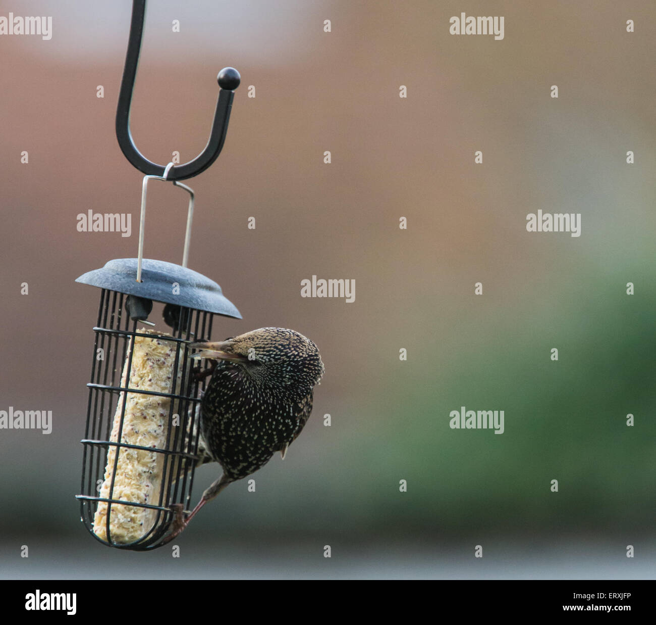 Starling on fat block feeder Stock Photo - Alamy