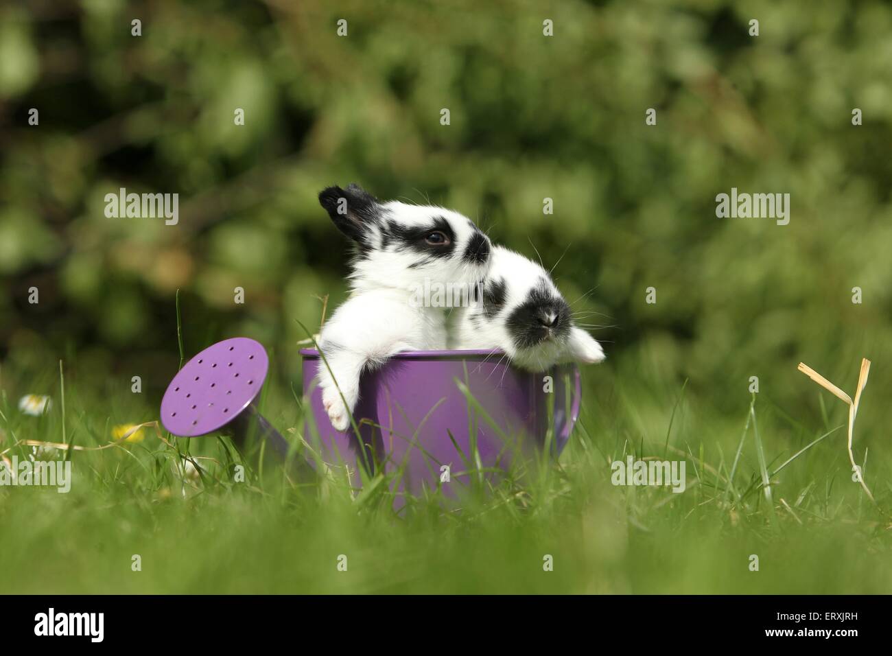 Checkered giant rabbit hi-res stock photography and images - Alamy