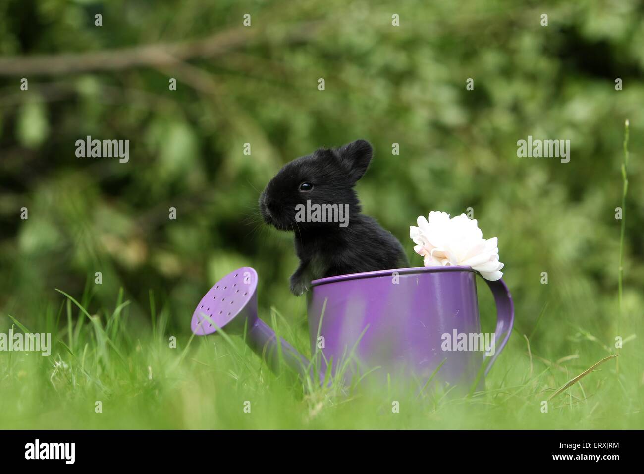 Rabbit and baby High Resolution Stock Photography and Images - Alamy
