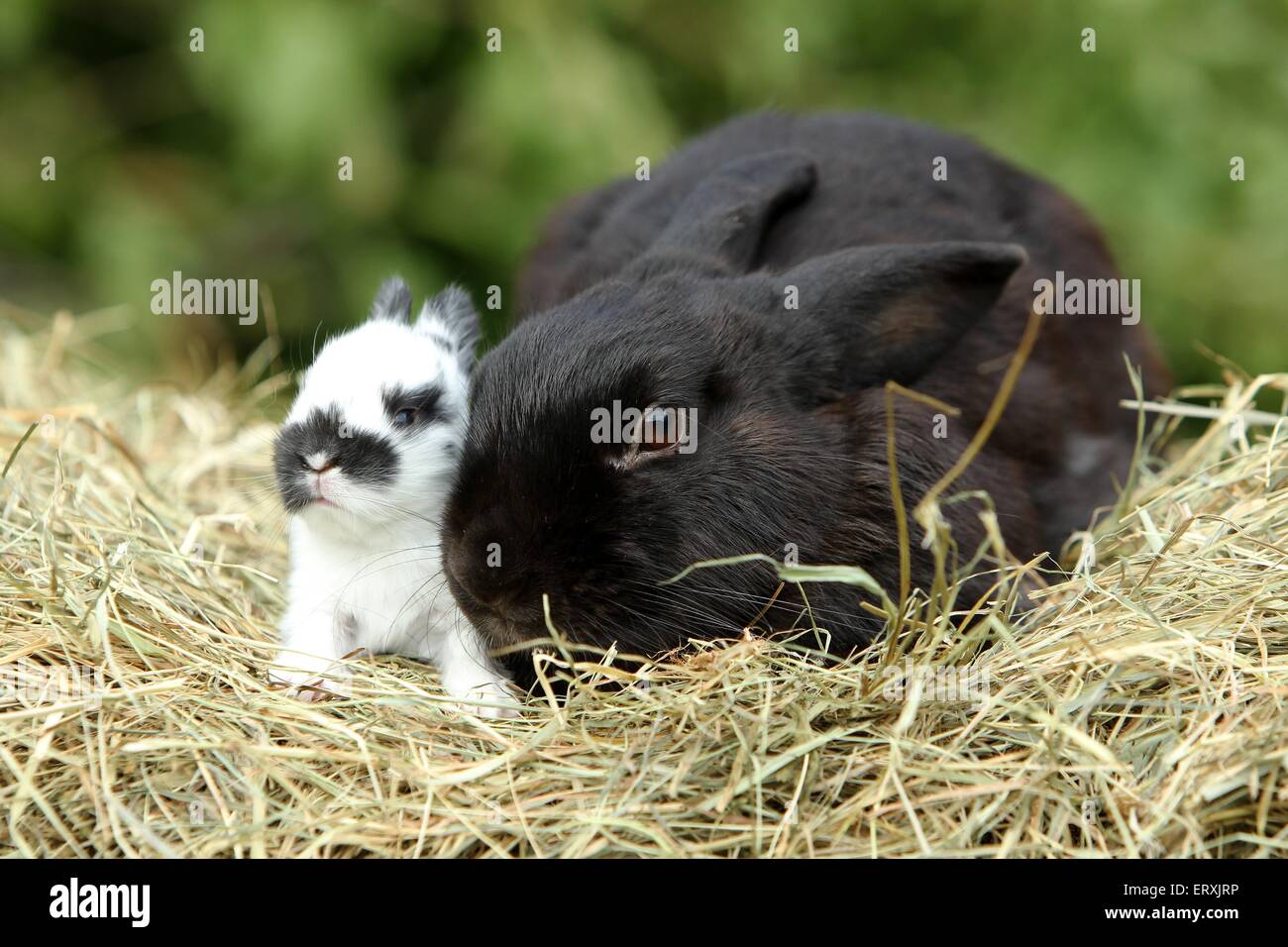 Adult baby rabbits hi-res stock photography and images - Alamy