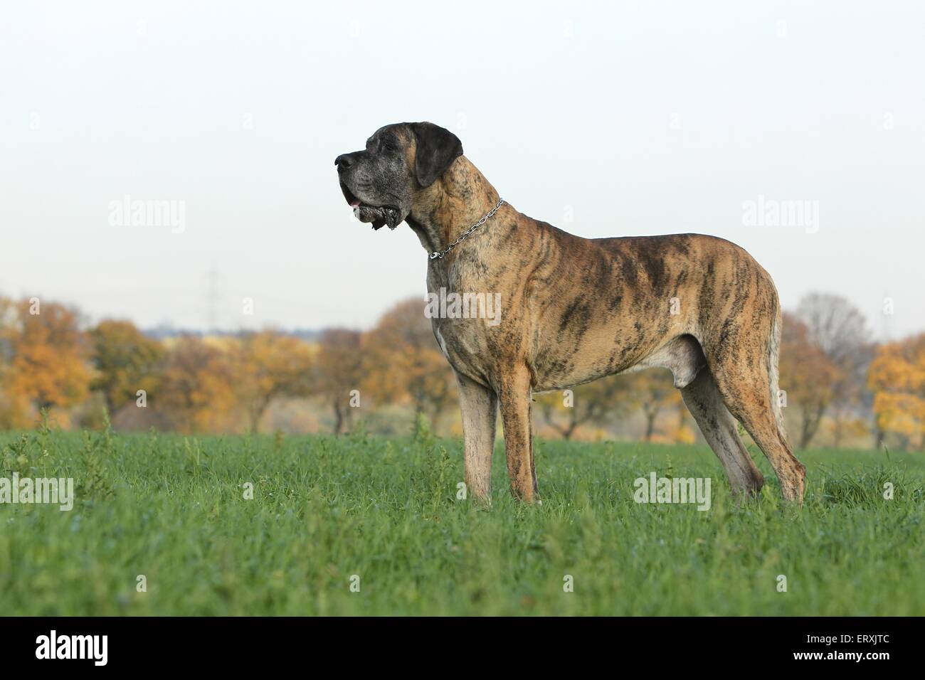 old Great Dane Stock Photo - Alamy