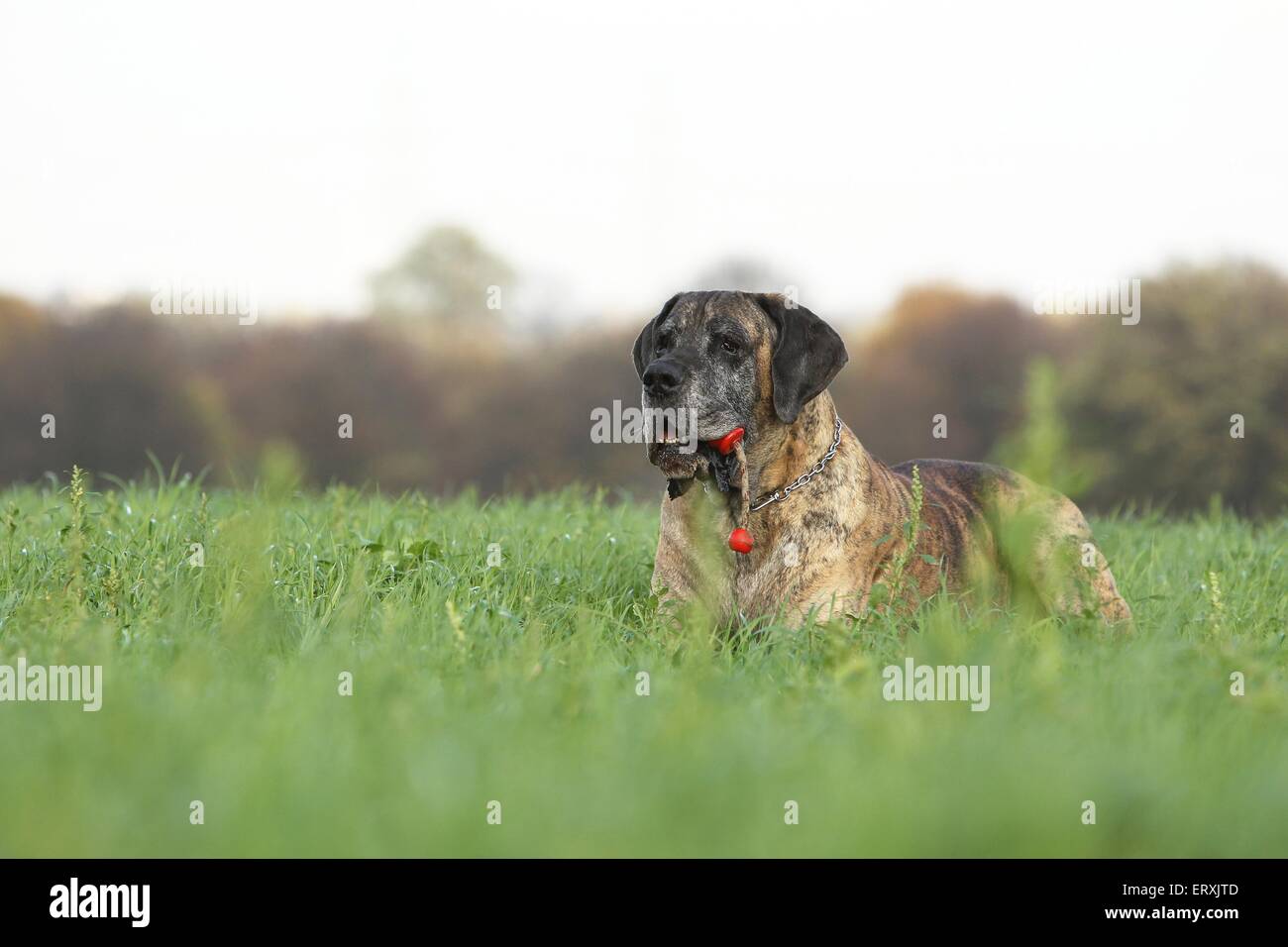 old Great Dane Stock Photo - Alamy