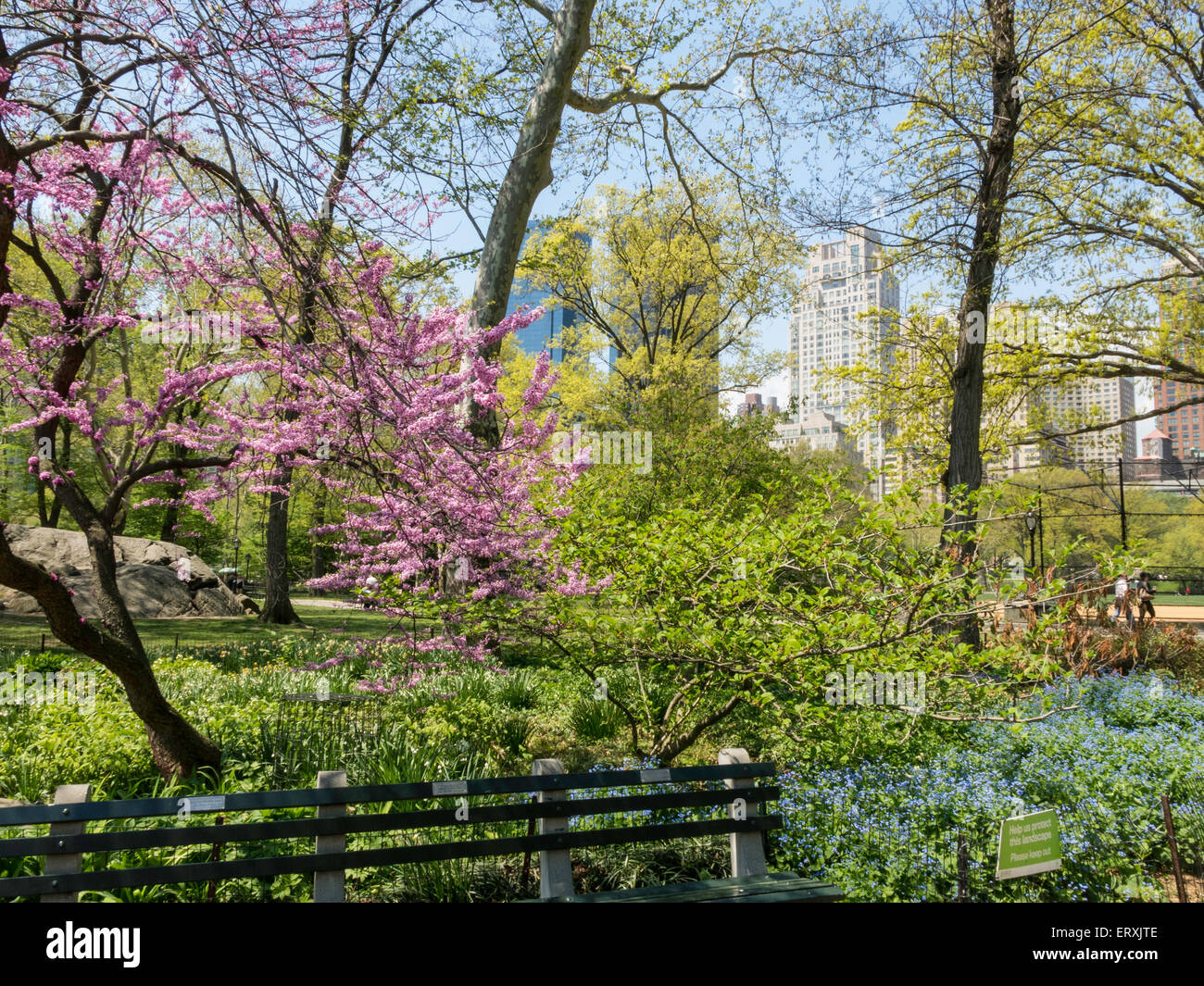 Springtime in Central Park, NYC Stock Photo - Alamy