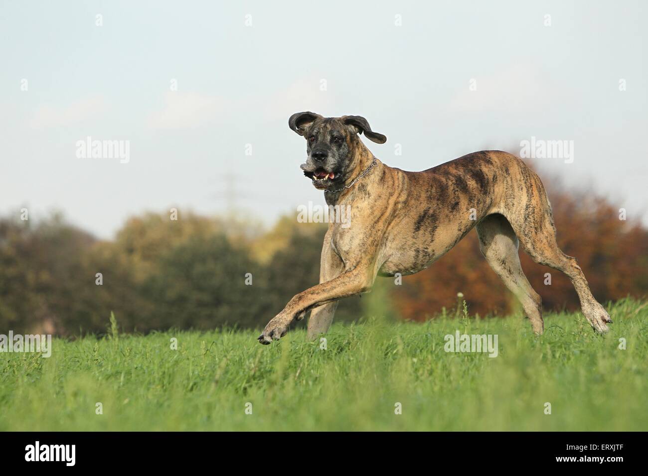 old Great Dane Stock Photo - Alamy