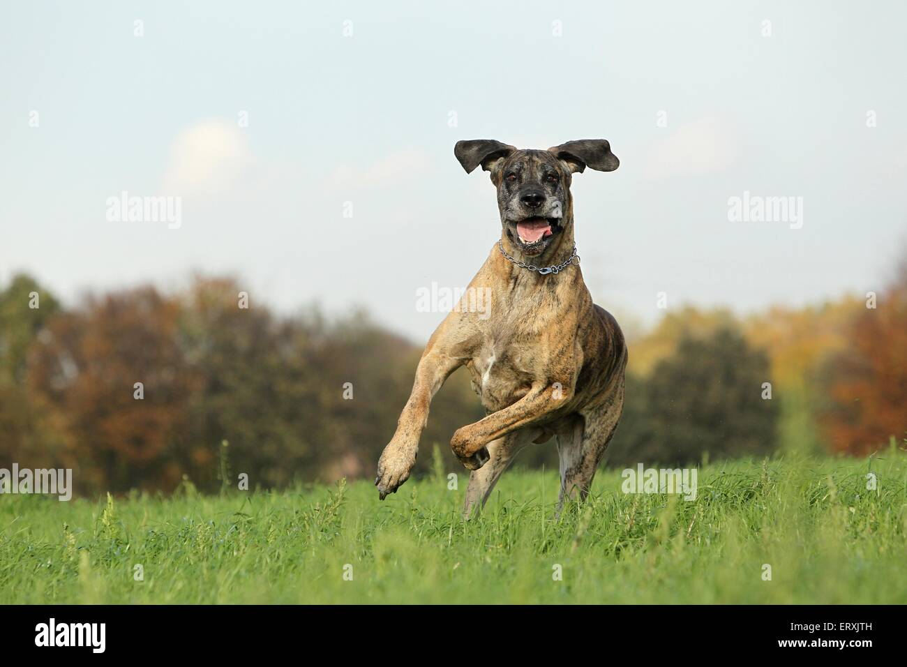 old Great Dane Stock Photo - Alamy