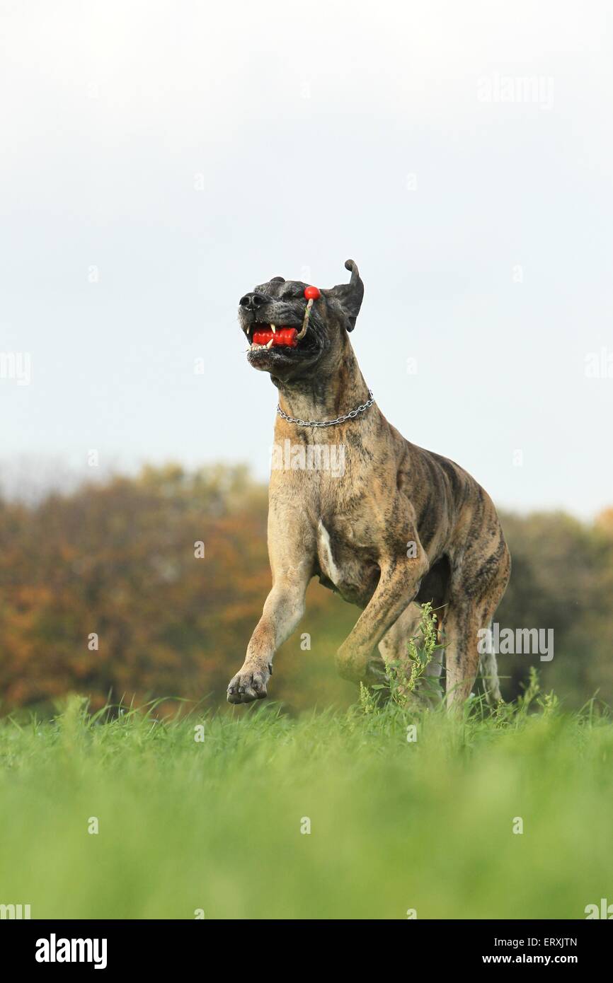 old Great Dane Stock Photo - Alamy