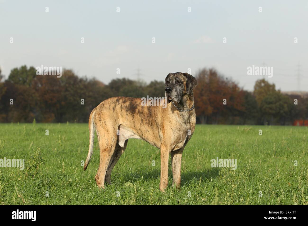old Great Dane Stock Photo - Alamy