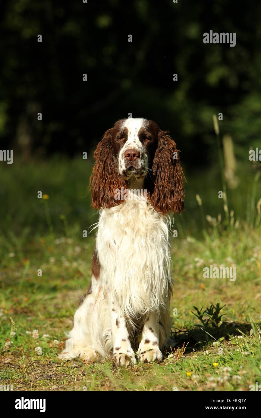 sitting English Springer Spaniel Stock Photo - Alamy