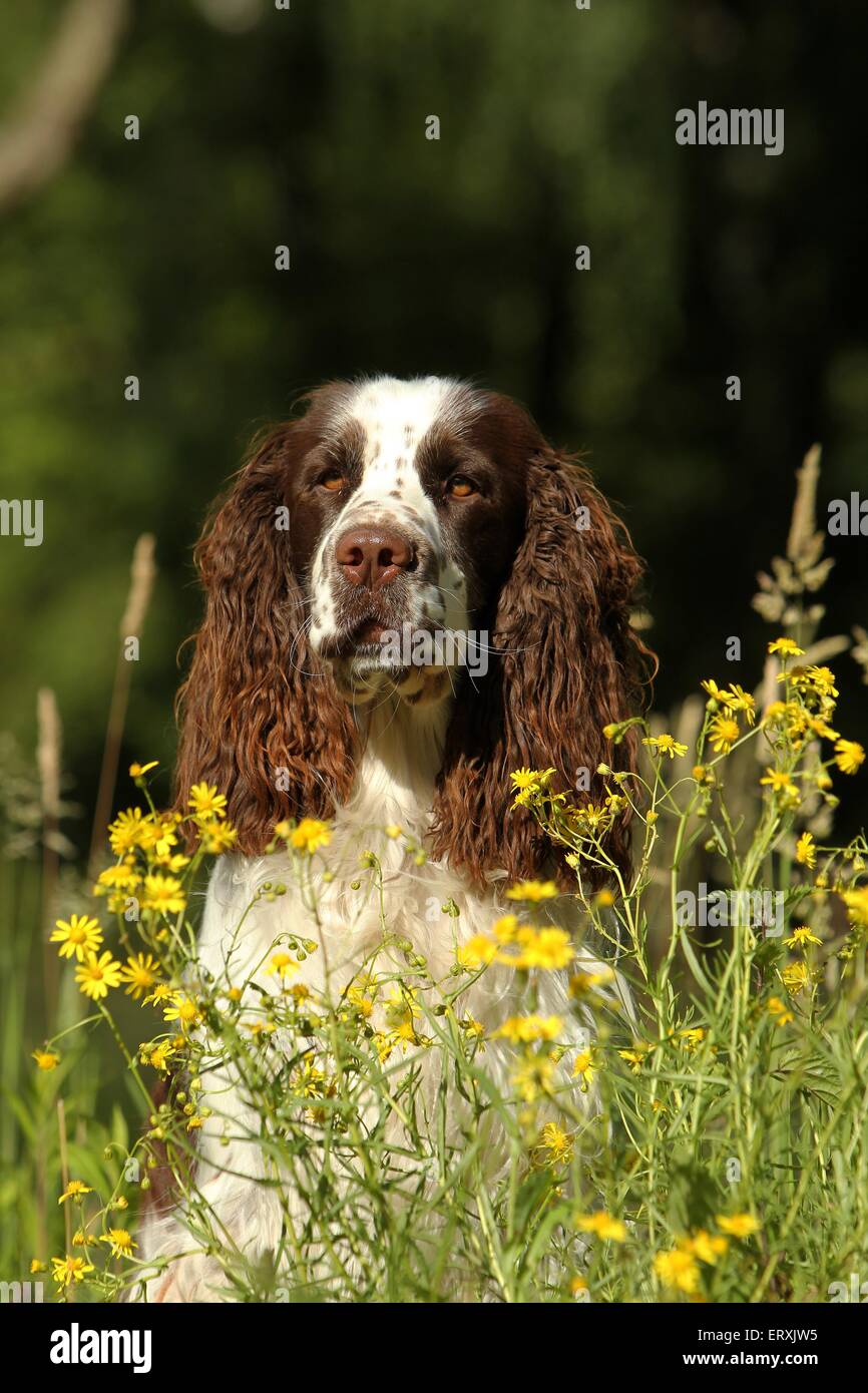 English Springer Spaniel Portrait Stock Photo - Alamy
