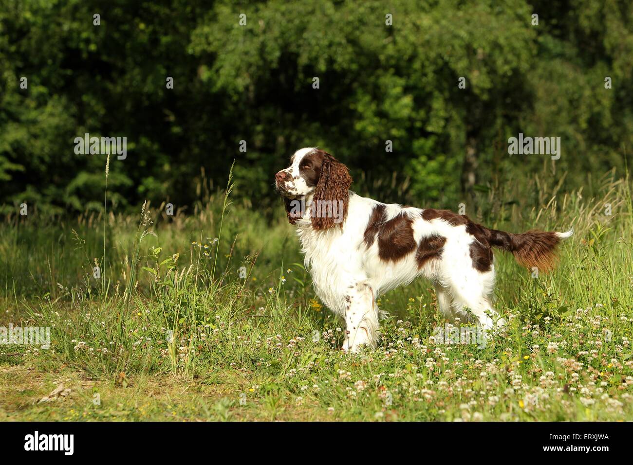 Spaniels standing hi-res stock photography and images - Alamy