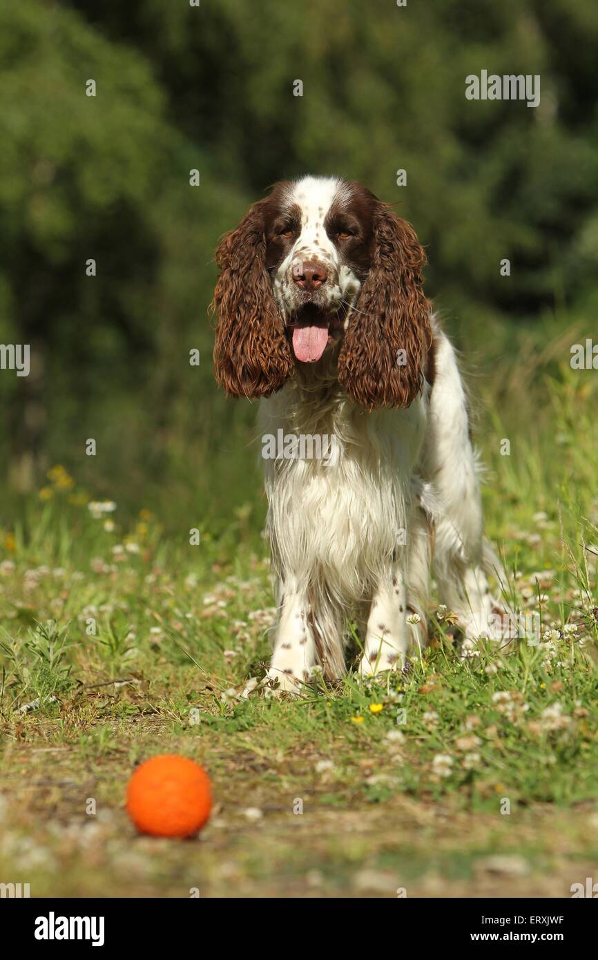 Spaniels standing hi-res stock photography and images - Alamy