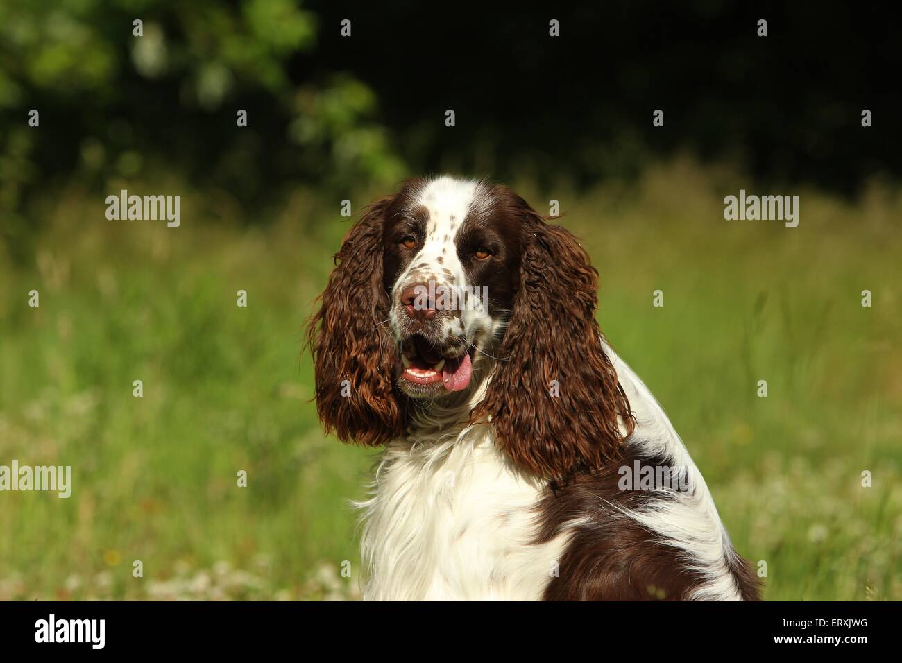 English Springer Spaniel Portrait Stock Photo - Alamy