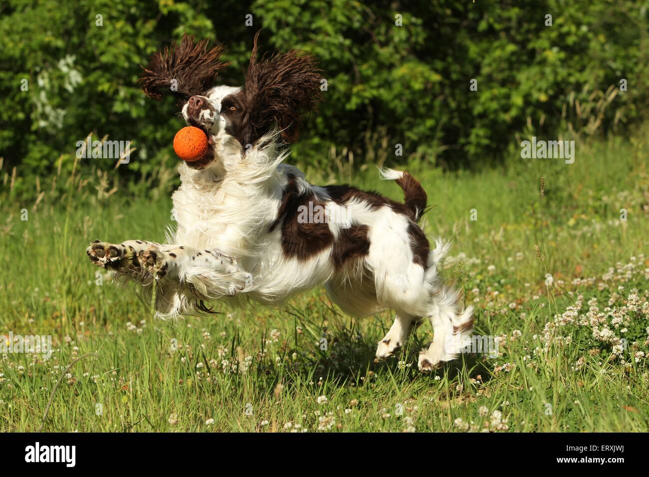 English Toy Spaniels High Resolution Stock Photography and Images - Alamy
