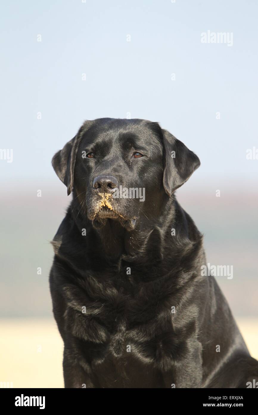 Labrador Retriever Portrait Stock Photo - Alamy