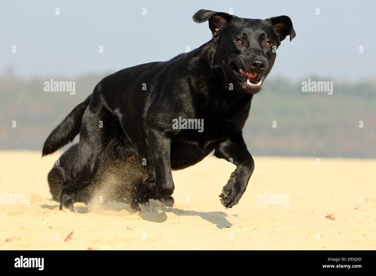 Labrador running side view hi-res stock photography and images - Alamy