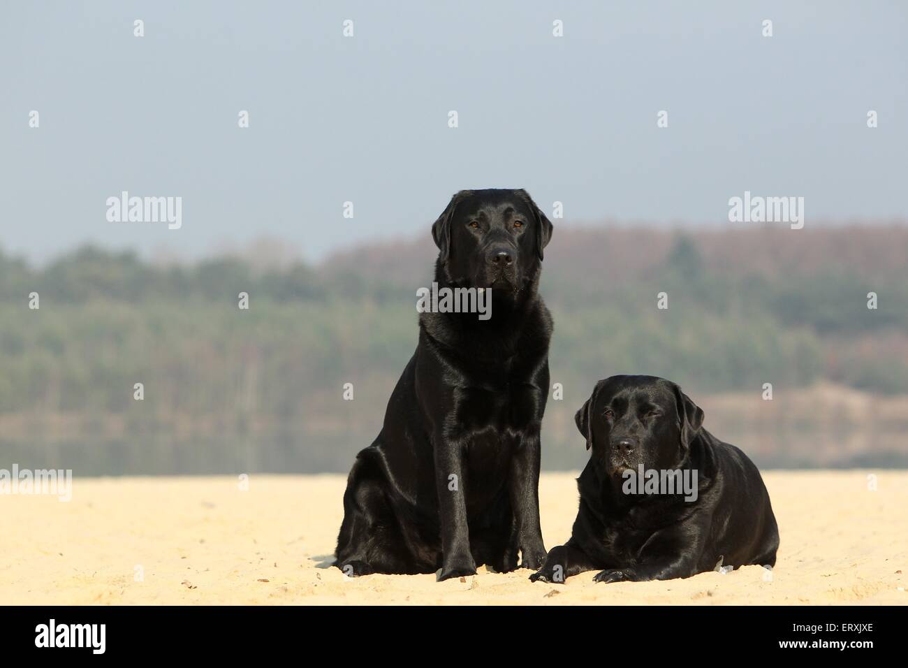 2 Labrador Retriever Stock Photo - Alamy