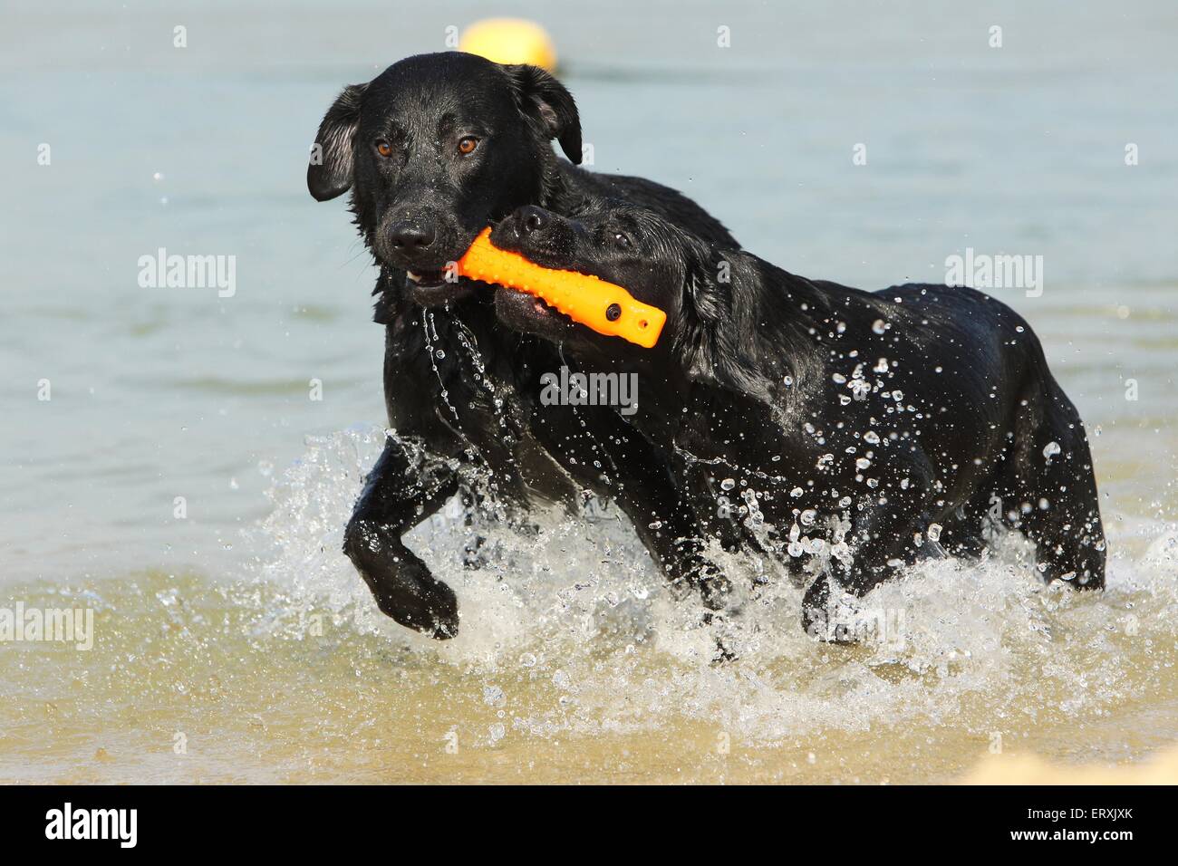 Two dogs labrador retriever running hi-res stock photography and images ...