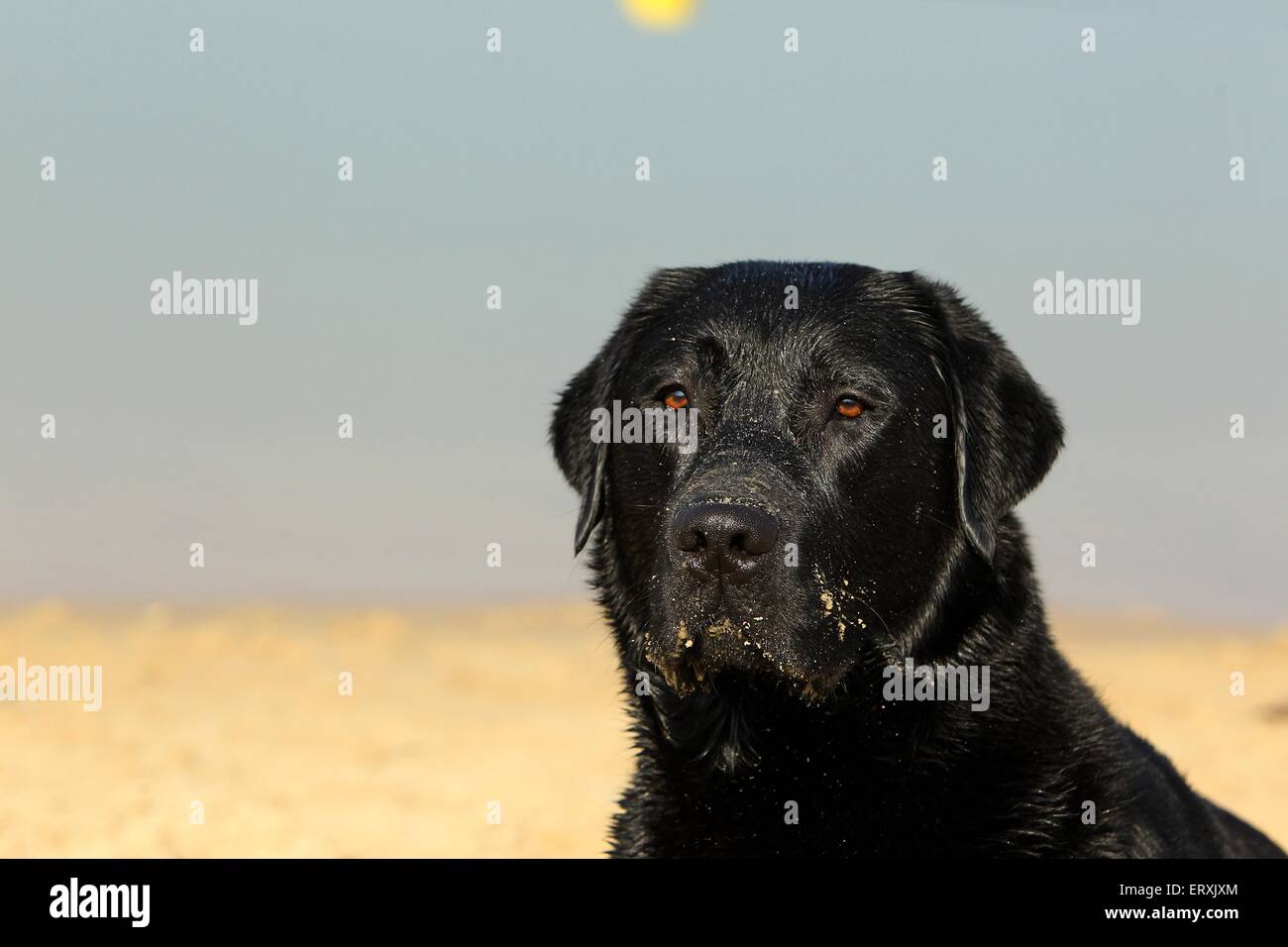 Labrador Retriever Portrait Stock Photo - Alamy
