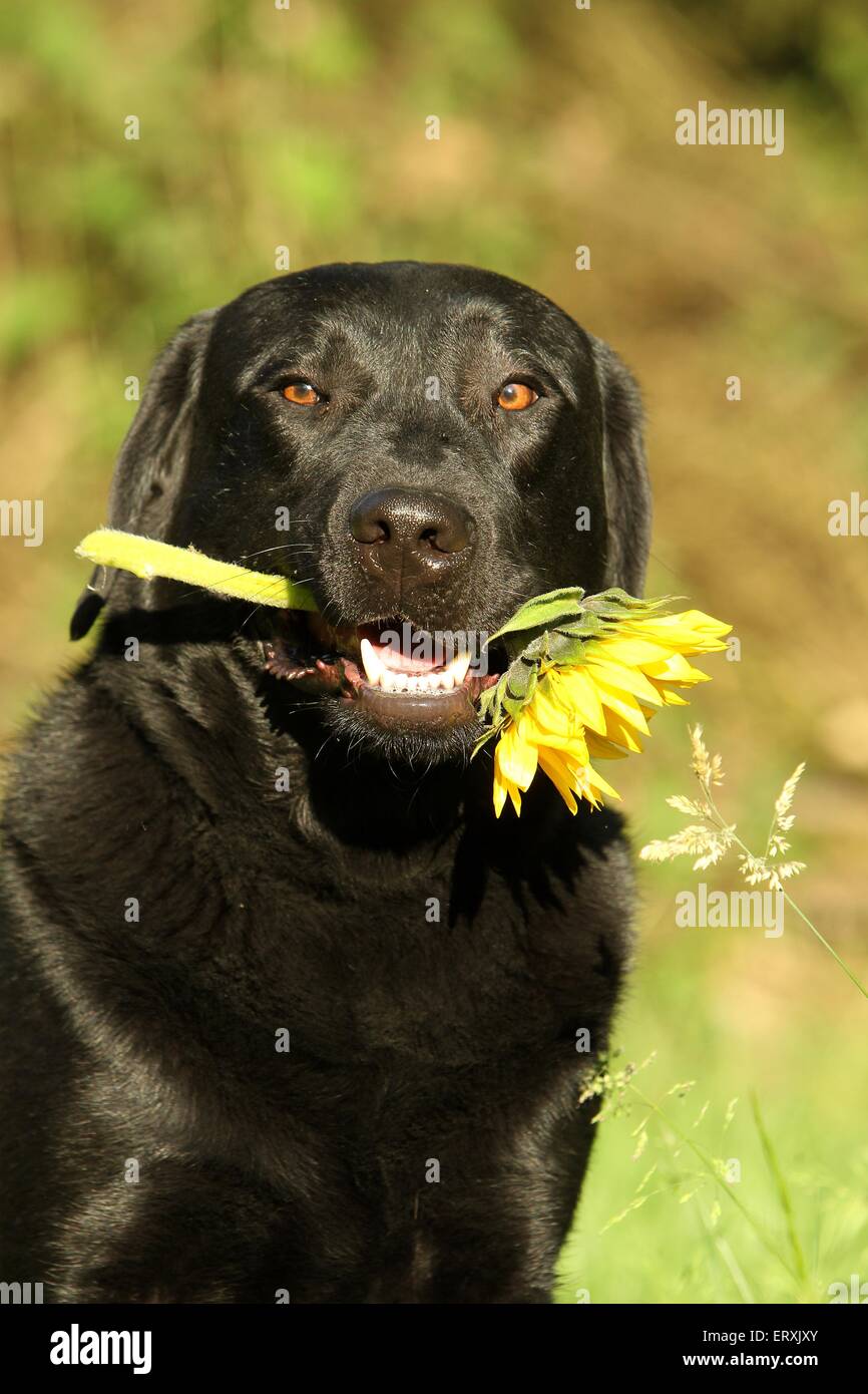 Labrador Retriever Portrait Stock Photo - Alamy