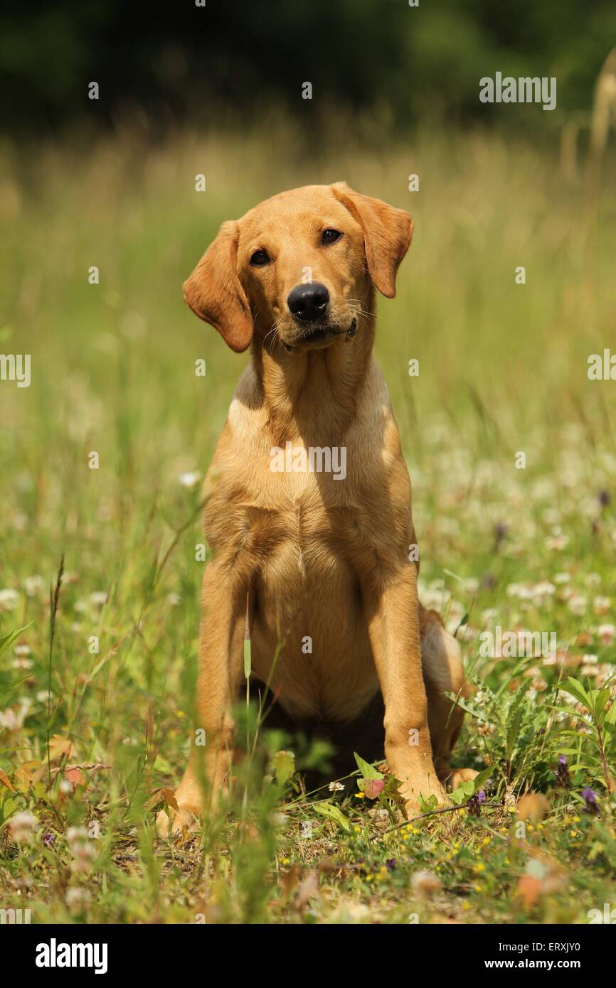 young Labrador Retriever Stock Photo - Alamy
