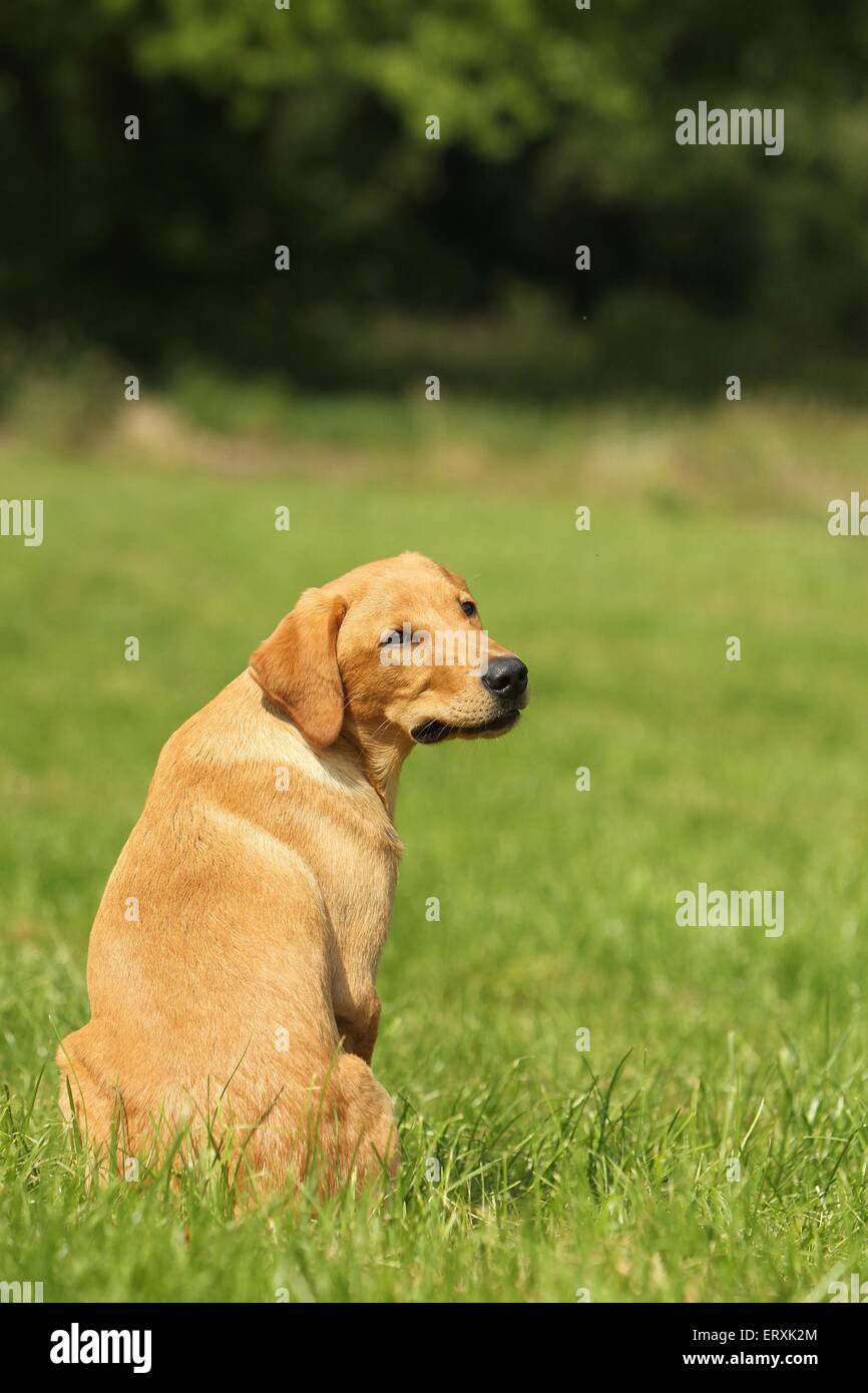 Labrador retriever dog sitting back hi-res stock photography and images ...