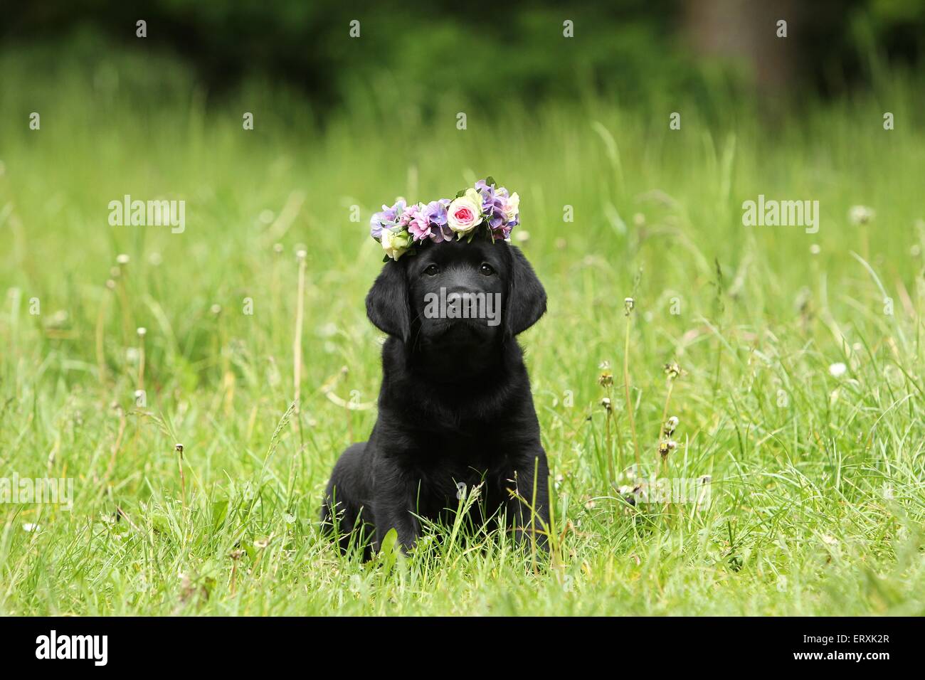 Labrador Retriever Puppy Stock Photo - Alamy