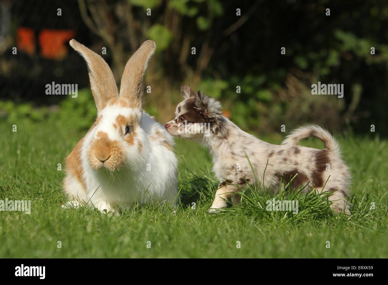 Giant rabbit german animal hi-res stock photography and images - Alamy