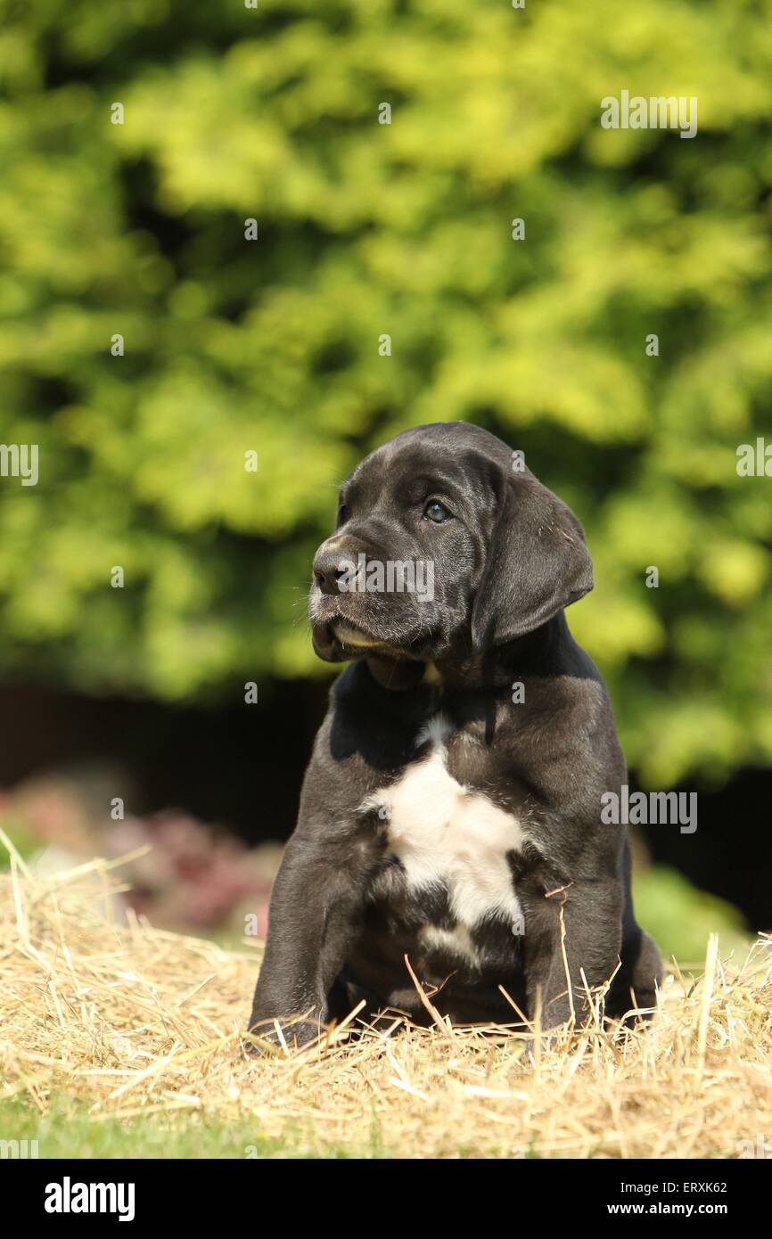 Great Dane Puppy Stock Photo - Alamy