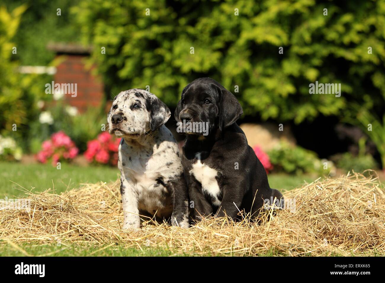 Great Dane Puppies Stock Photo - Alamy