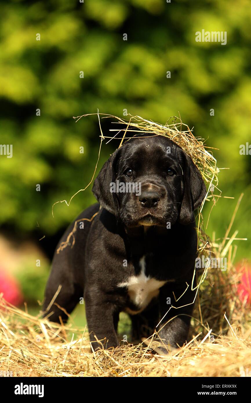Great Dane Puppy Stock Photo - Alamy
