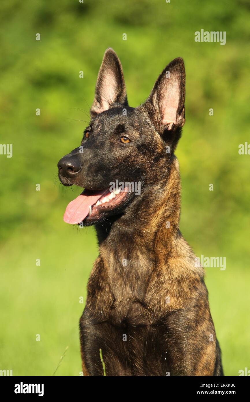 Hollandse herder portrait hi-res stock photography and images - Alamy