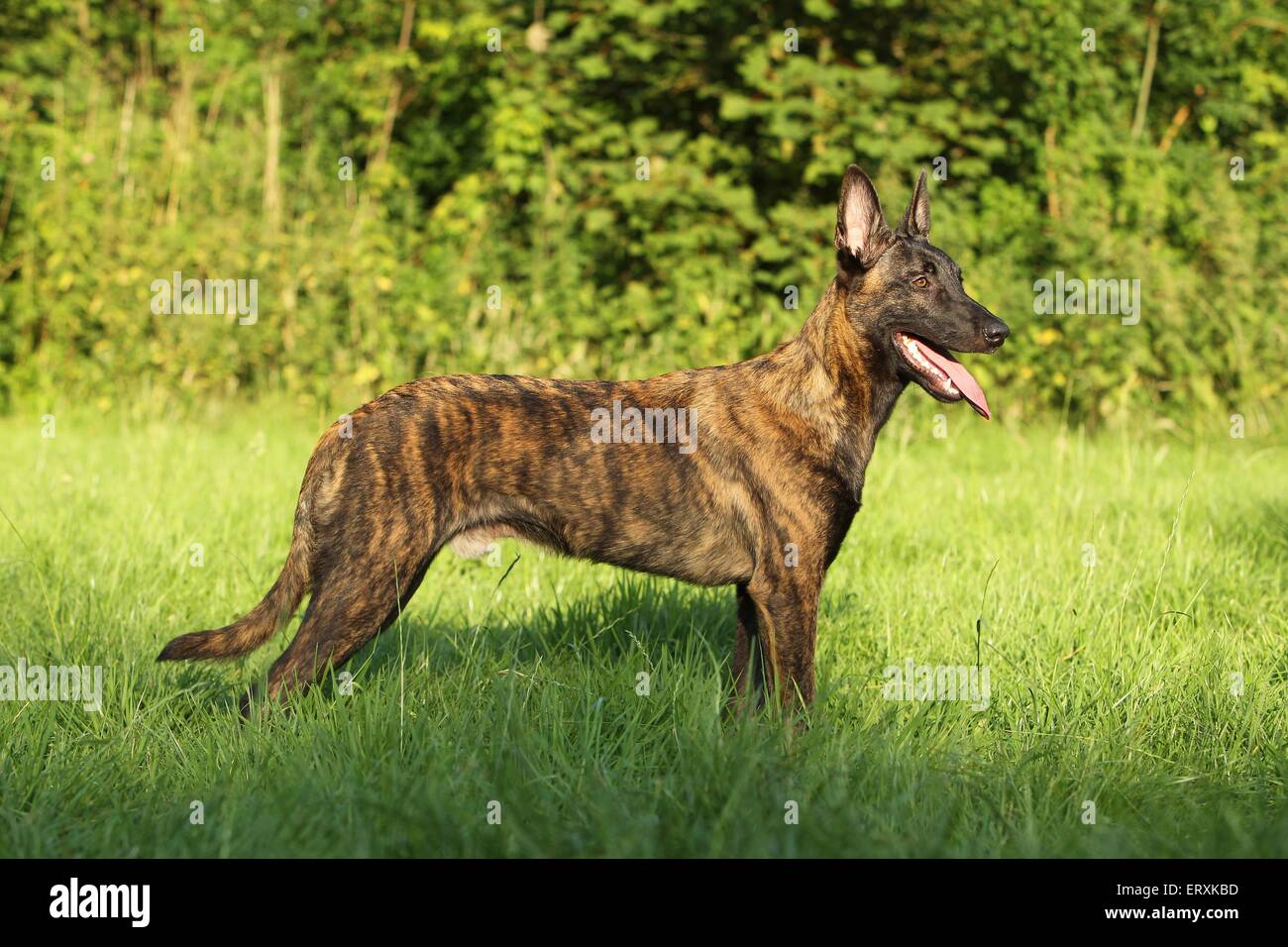 Hollandse herder hi-res stock photography and images - Alamy